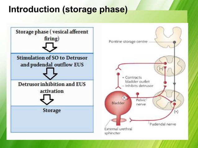 Neurogenic bladder | PPTX | Brain and Nervous System Disorders ...