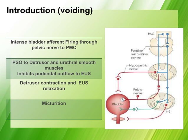 Neurogenic bladder | PPTX | Brain and Nervous System Disorders ...