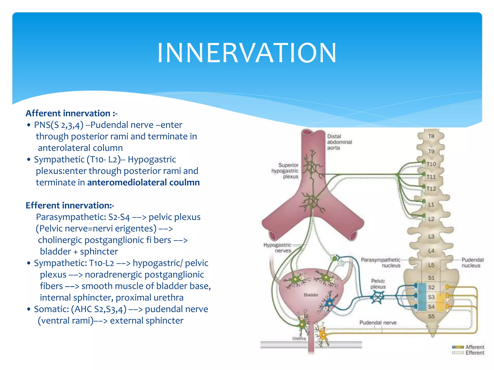 Neurogenic bladder | PPTX