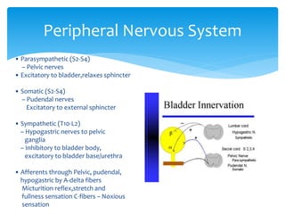 Neurogenic bladder | PPTX
