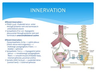 Neurogenic bladder | PPT