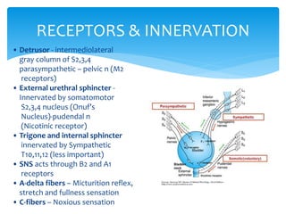 Neurogenic bladder | PPT