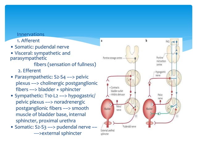 Neurogenic bladder | PPT