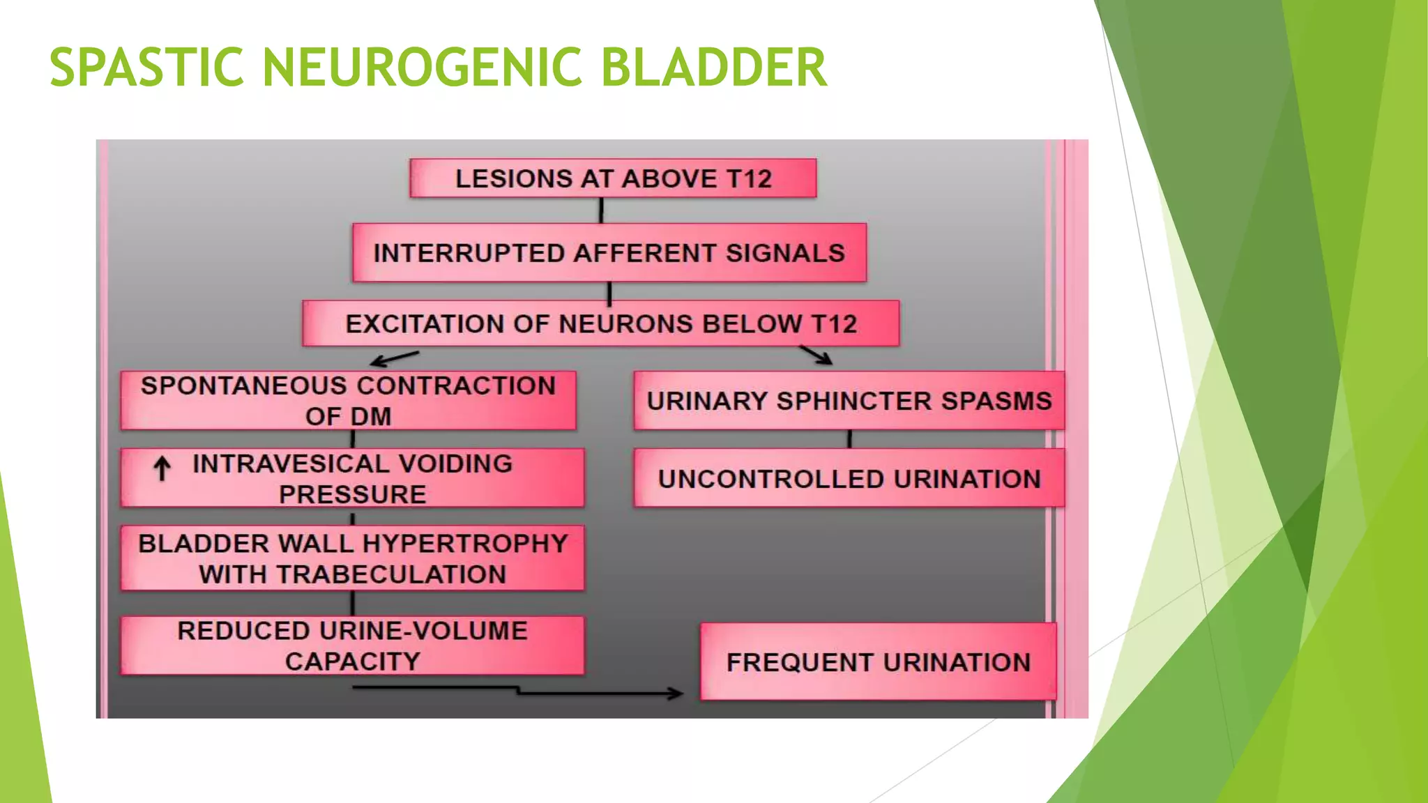 Neurogenic bladder | PPTX