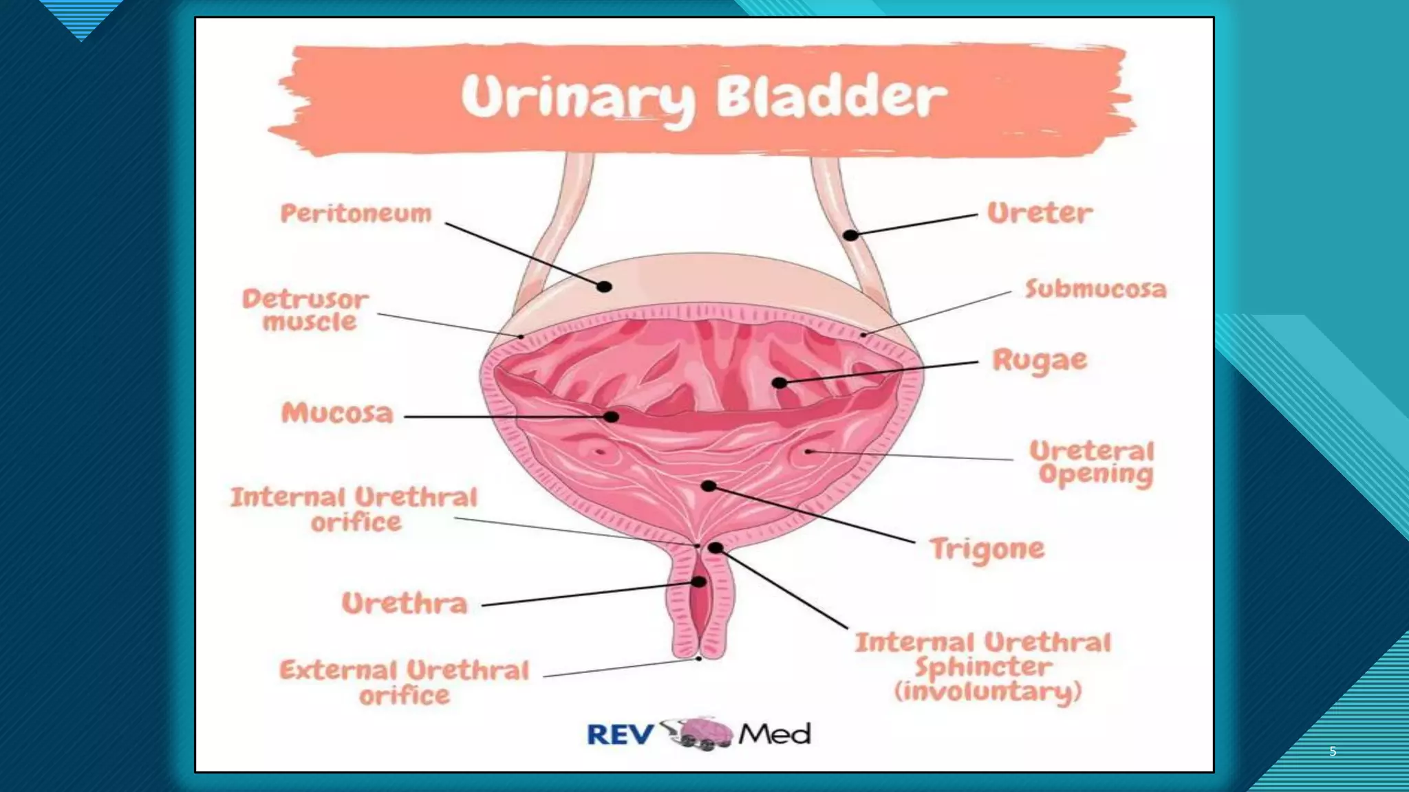 Neurogenic Bladder.pdf