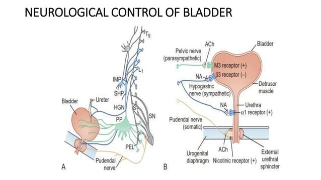 NEUROGENIC BLADDER.pptx