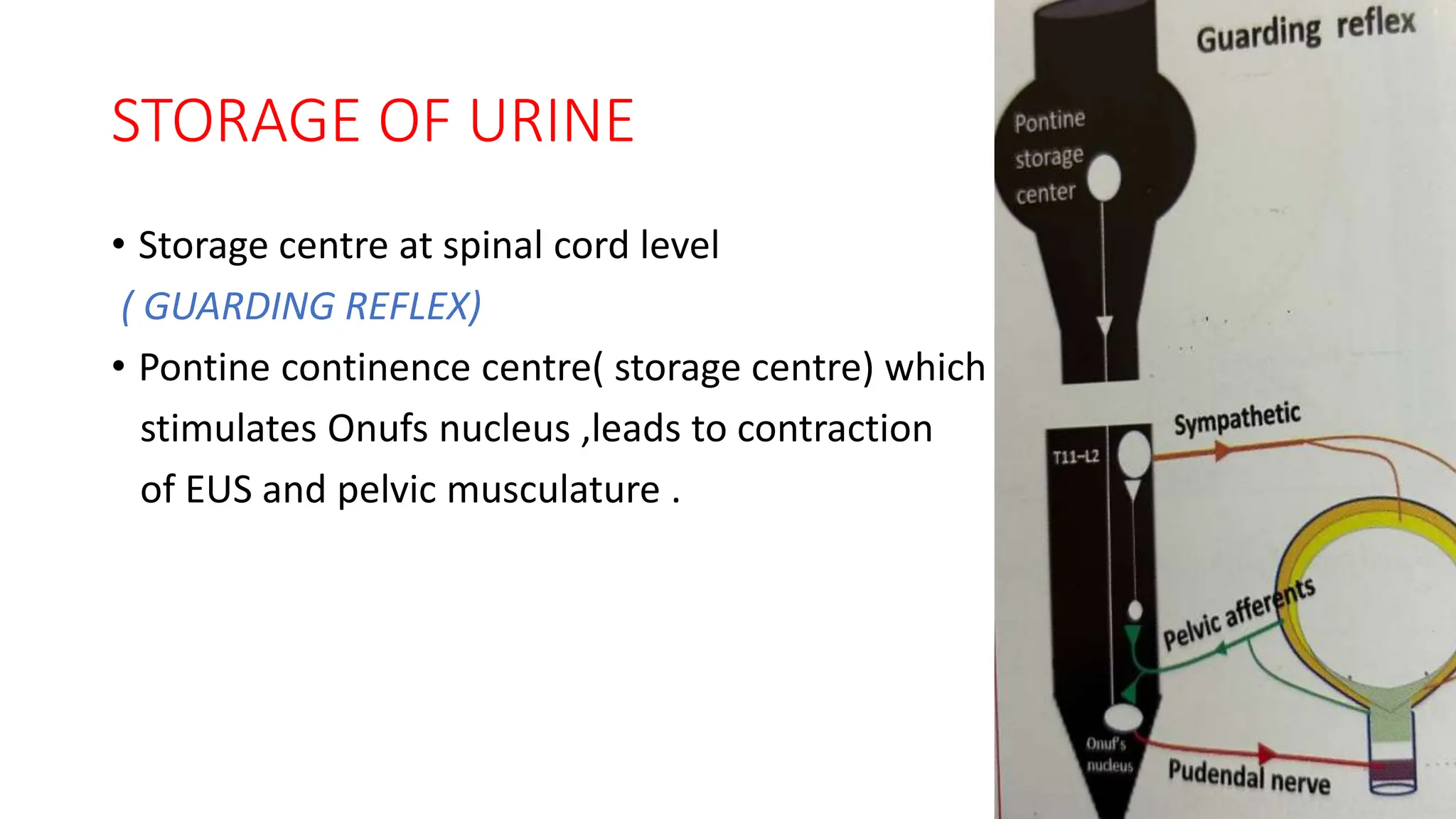 NEUROGENIC BLADDER.pptx