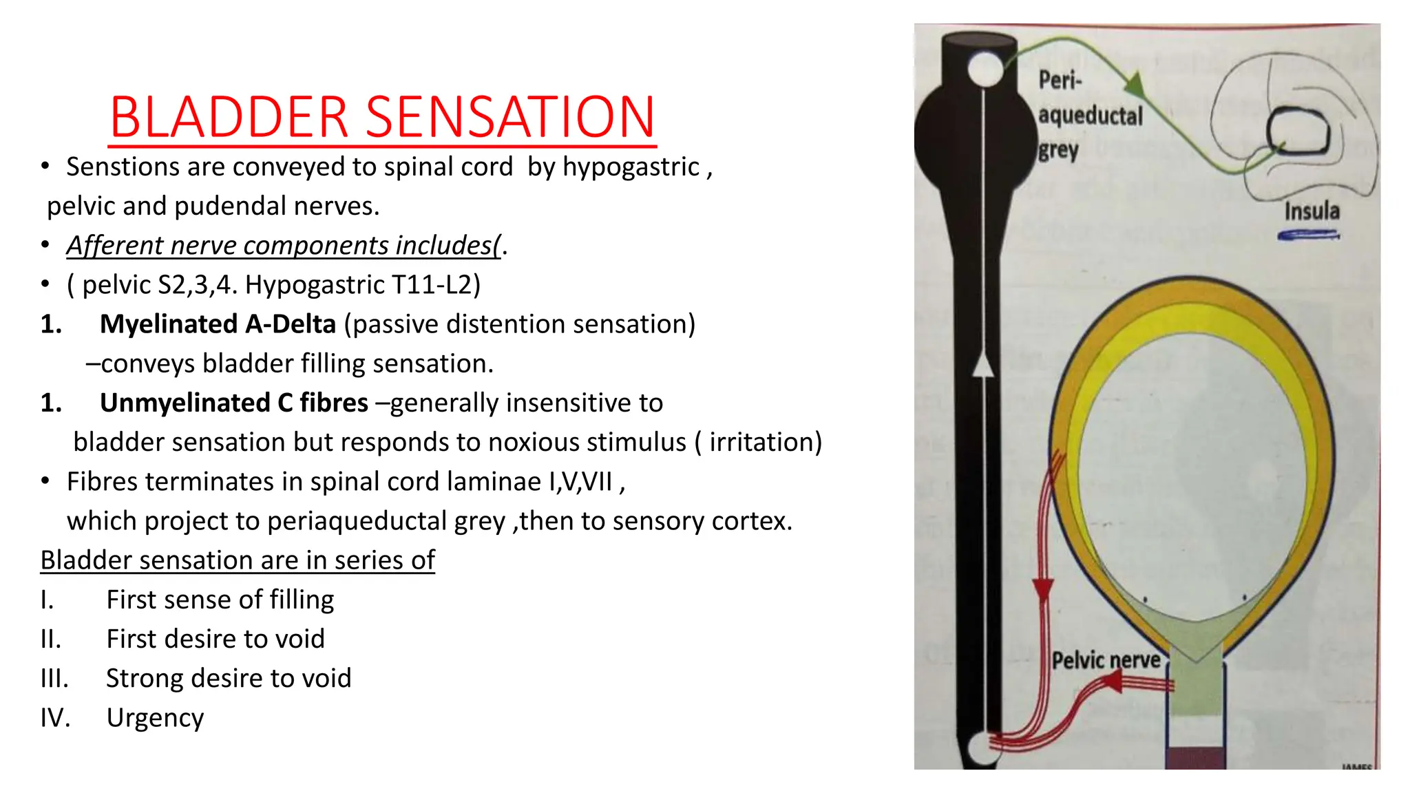 NEUROGENIC BLADDER.pptx