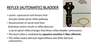 NEUROGENIC BLADDER.pptx