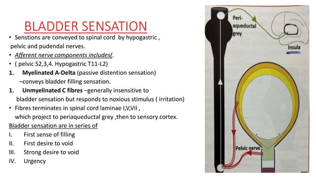NEUROGENIC BLADDER.pptx