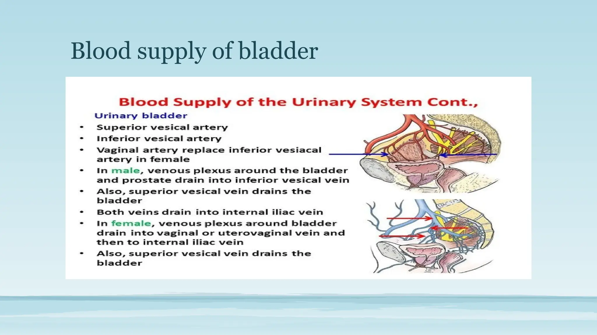 Neurogenic bladder most common in children and neonate.pptx