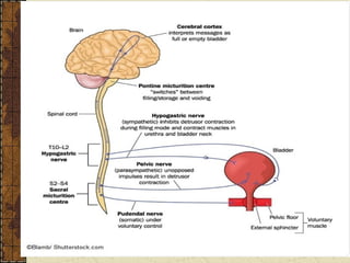 Neurogenic bladder AND ITS MANAGEMENT.ppt