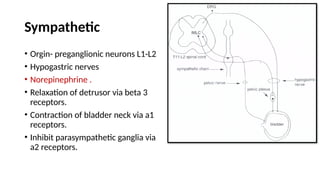 Neurogenic bladder causes, management.pptx