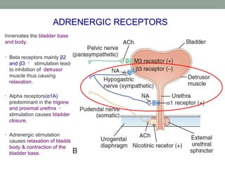 Neurogenic Bladder - Neurology of Urinary bladder.pptx