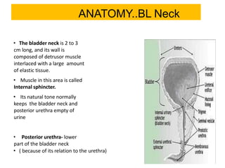 Neurogenic bladder UG & PG | PPT