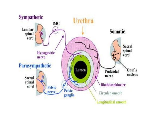 Neurogenic bladder Dr Pankaj rathi DM Neurology Trainee Shri Aurobindo ...