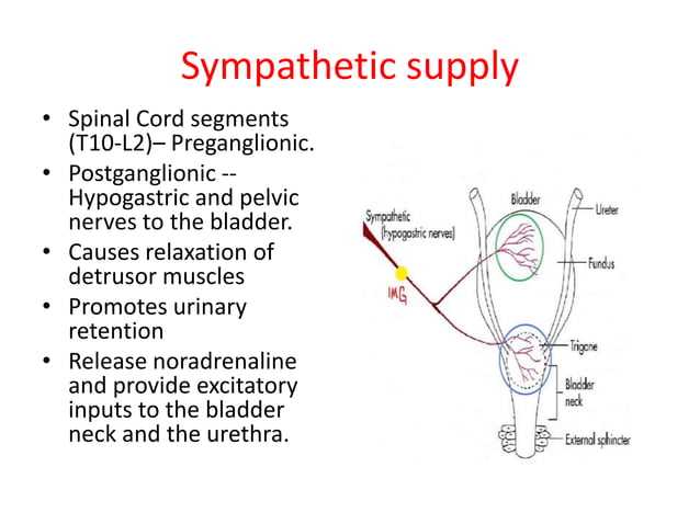 Neurogenic bladder Dr Pankaj rathi DM Neurology Trainee Shri Aurobindo ...