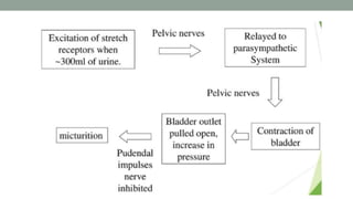 presentation on neurogenic bladder including anatomy | PPT