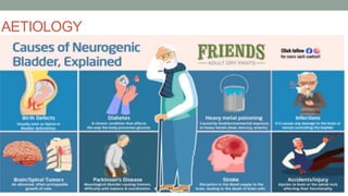 presentation on neurogenic bladder including anatomy | PPT