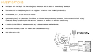presentation on neurogenic bladder including anatomy | PDF
