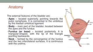 presentation on neurogenic bladder including anatomy | PDF