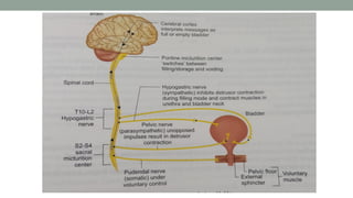 presentation on neurogenic bladder including anatomy | PDF