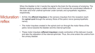 presentation on neurogenic bladder including anatomy | PDF
