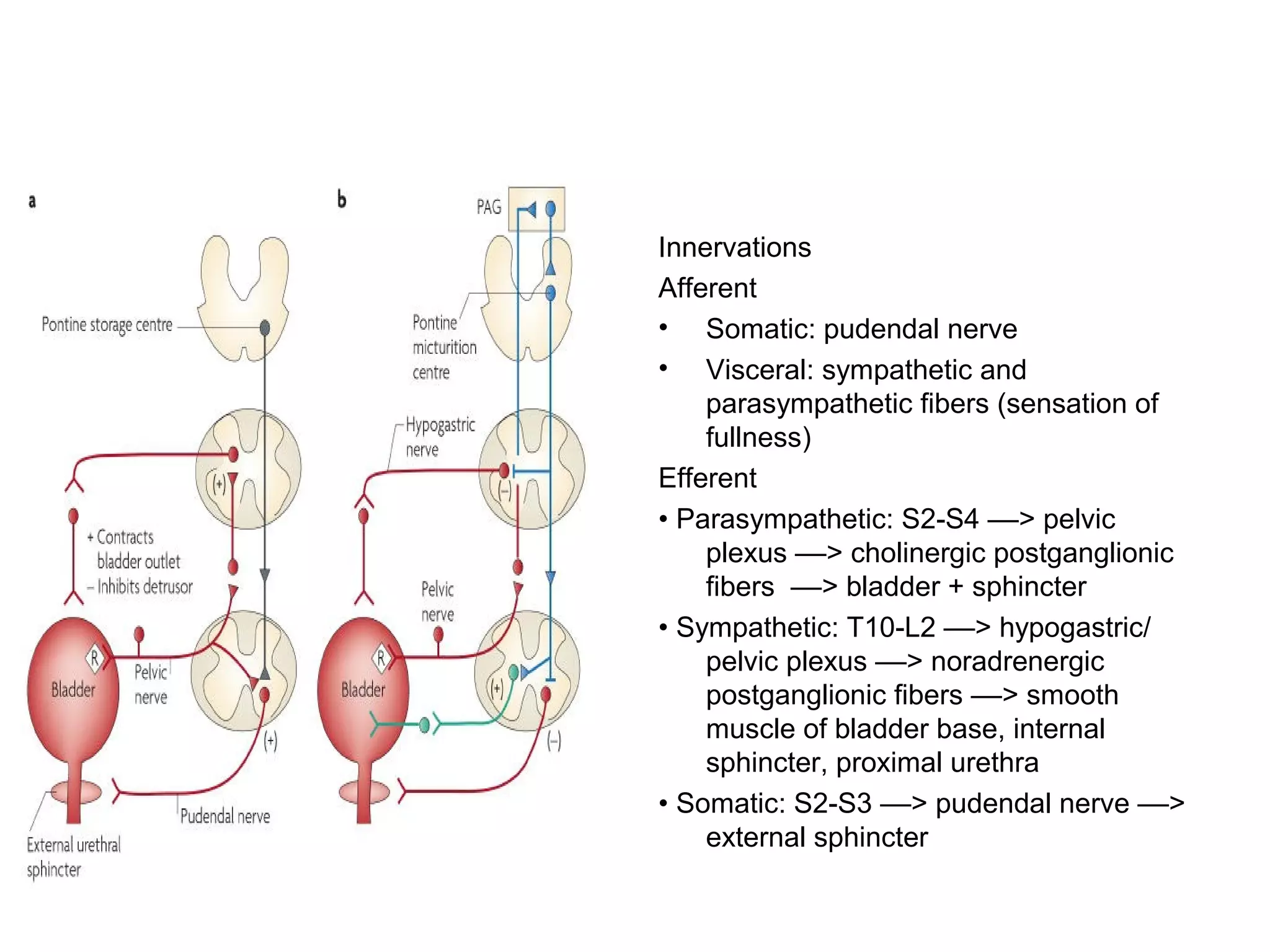 Neurogenic Bladder | PPT