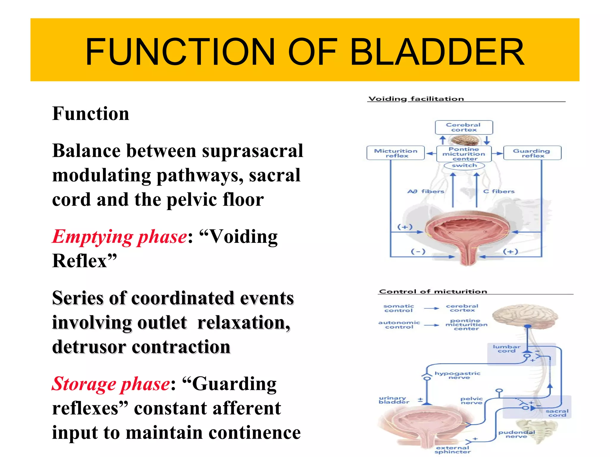 Neurogenic Bladder | PPT