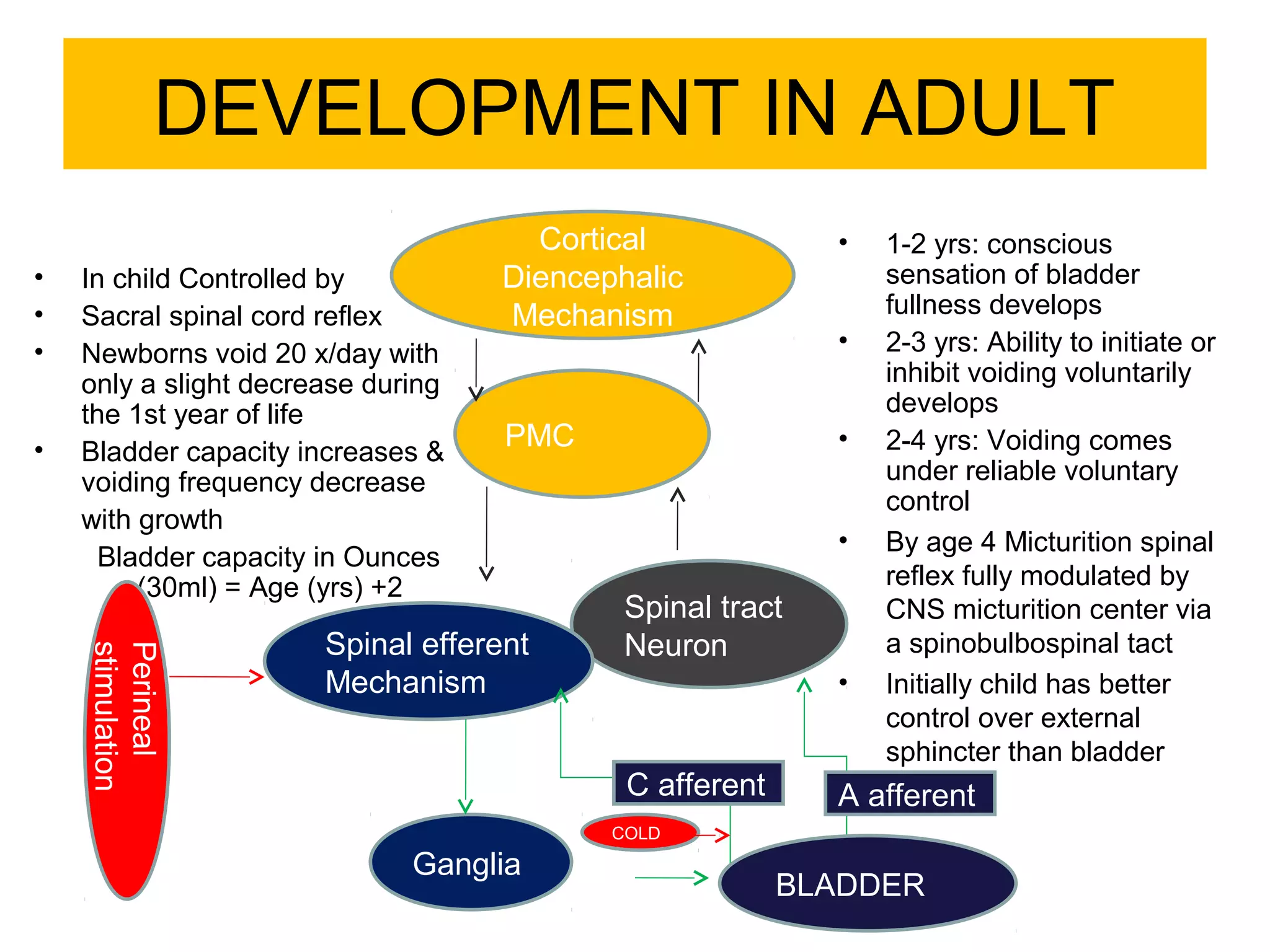 Neurogenic Bladder | PPT