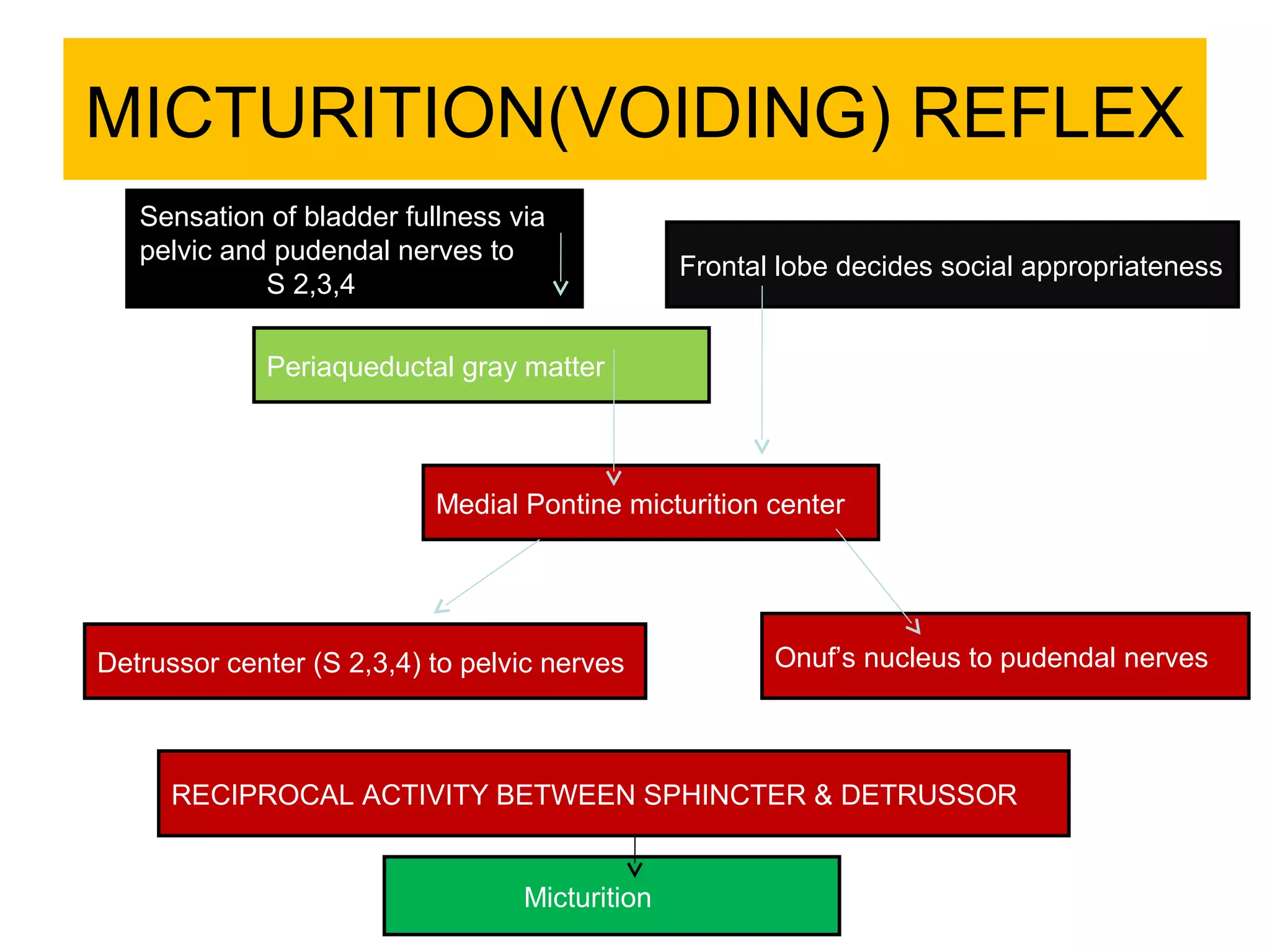 Neurogenic Bladder | PPT