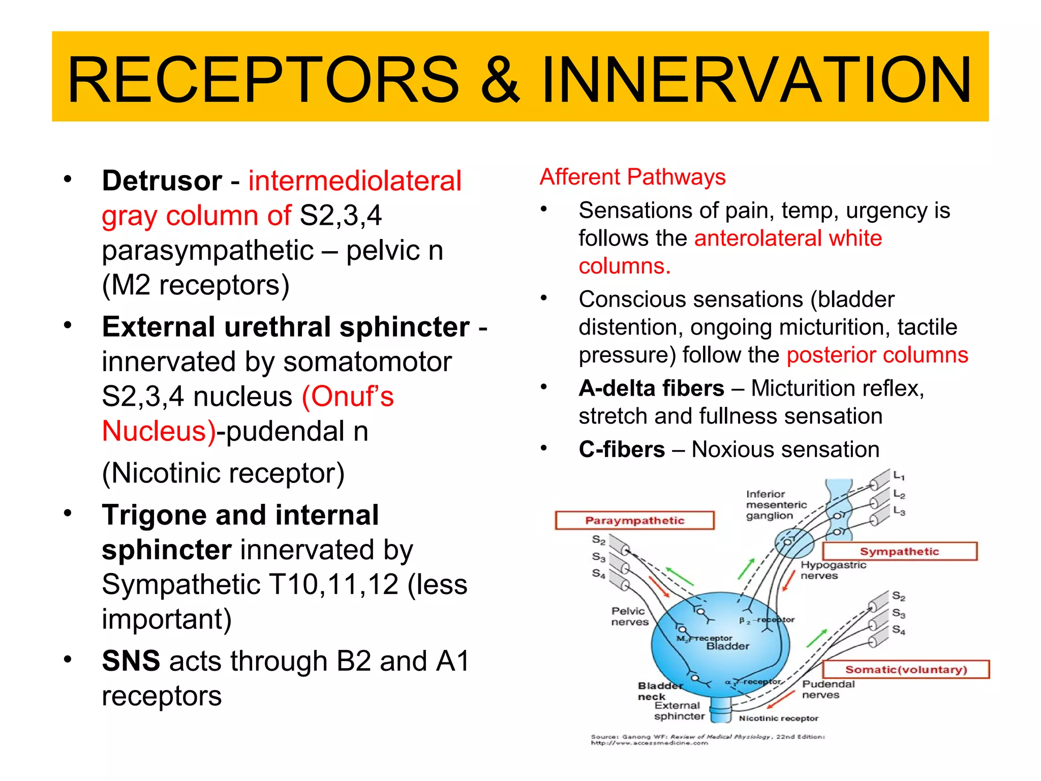Neurogenic Bladder | PPT