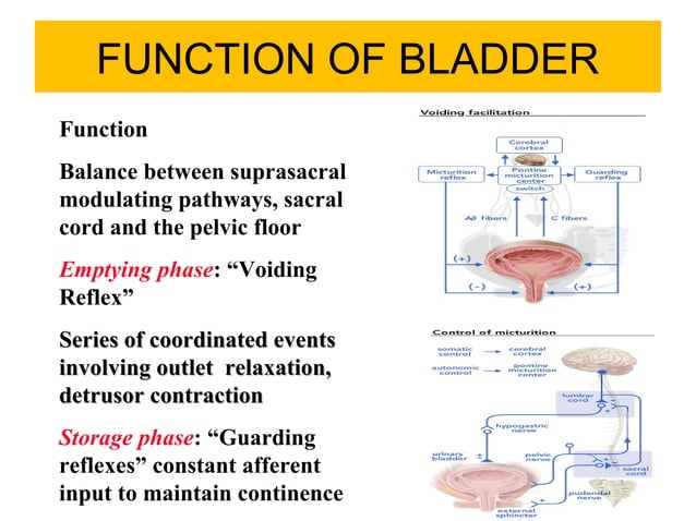 Neurogenic Bladder | PPT
