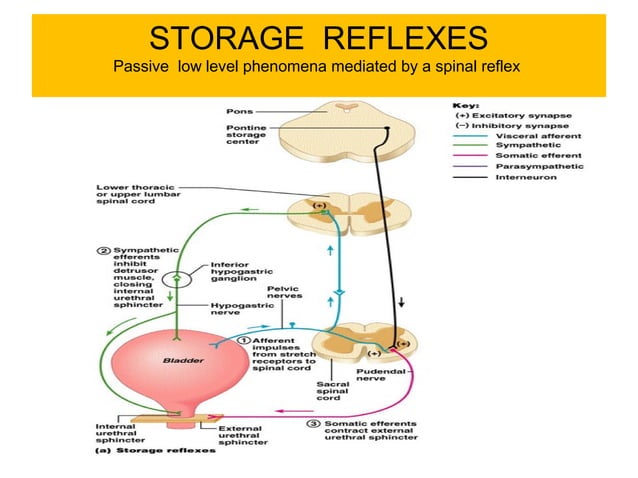 Neurogenic Bladder | PPT