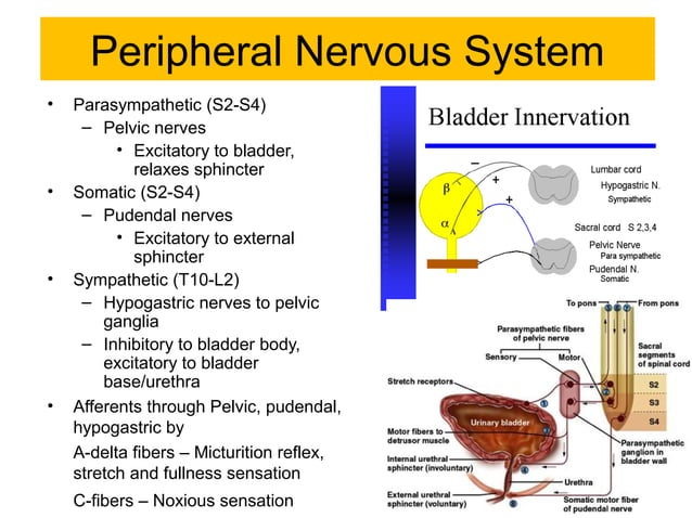 Neurogenic Bladder | PPT