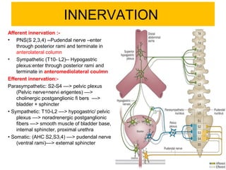 Neurogenic Bladder | PPT