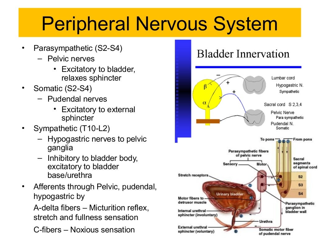 Neurogenic Bladder