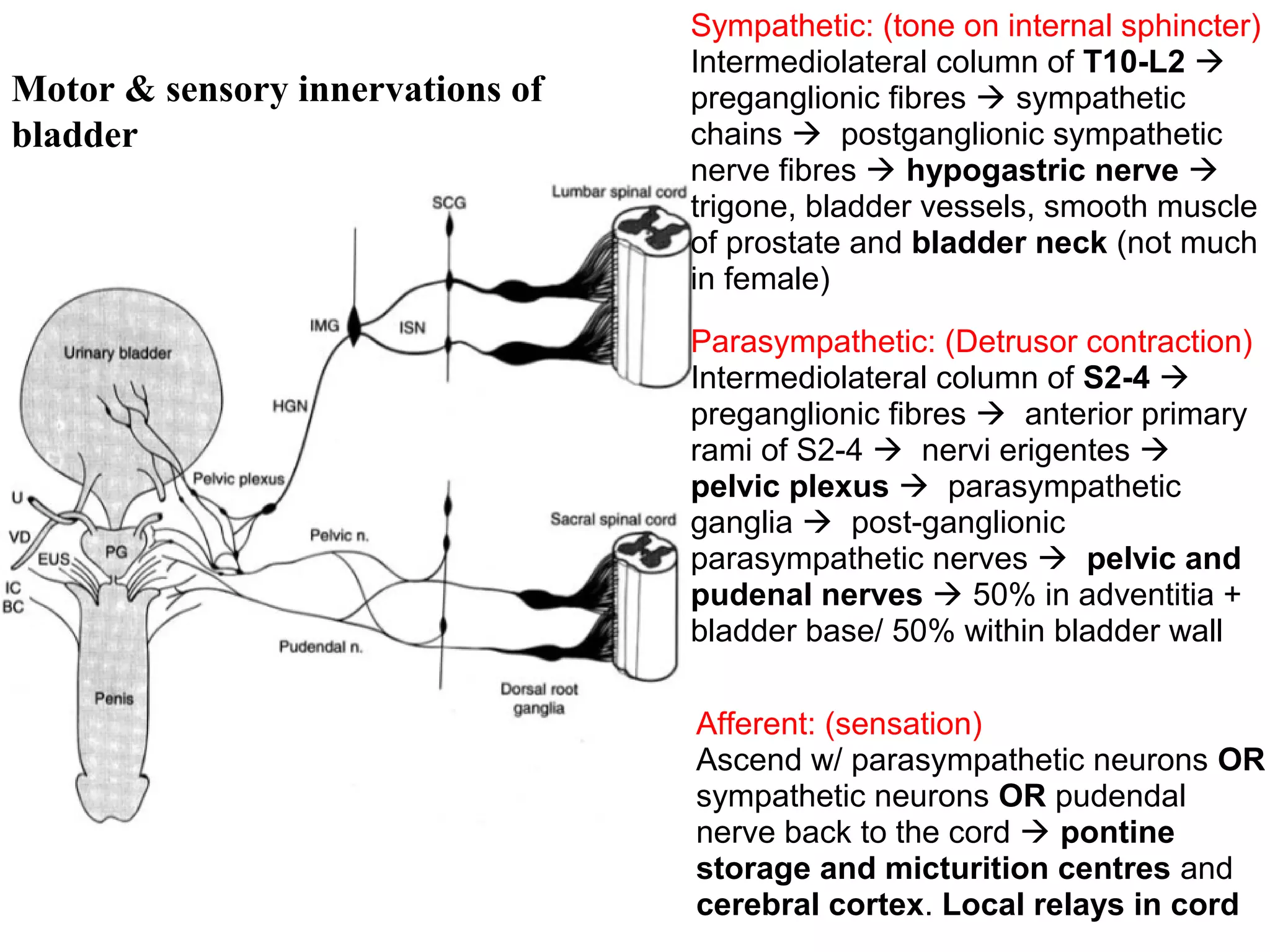 Neurogenic bladder [Dr. Edmond Wong] | PPT