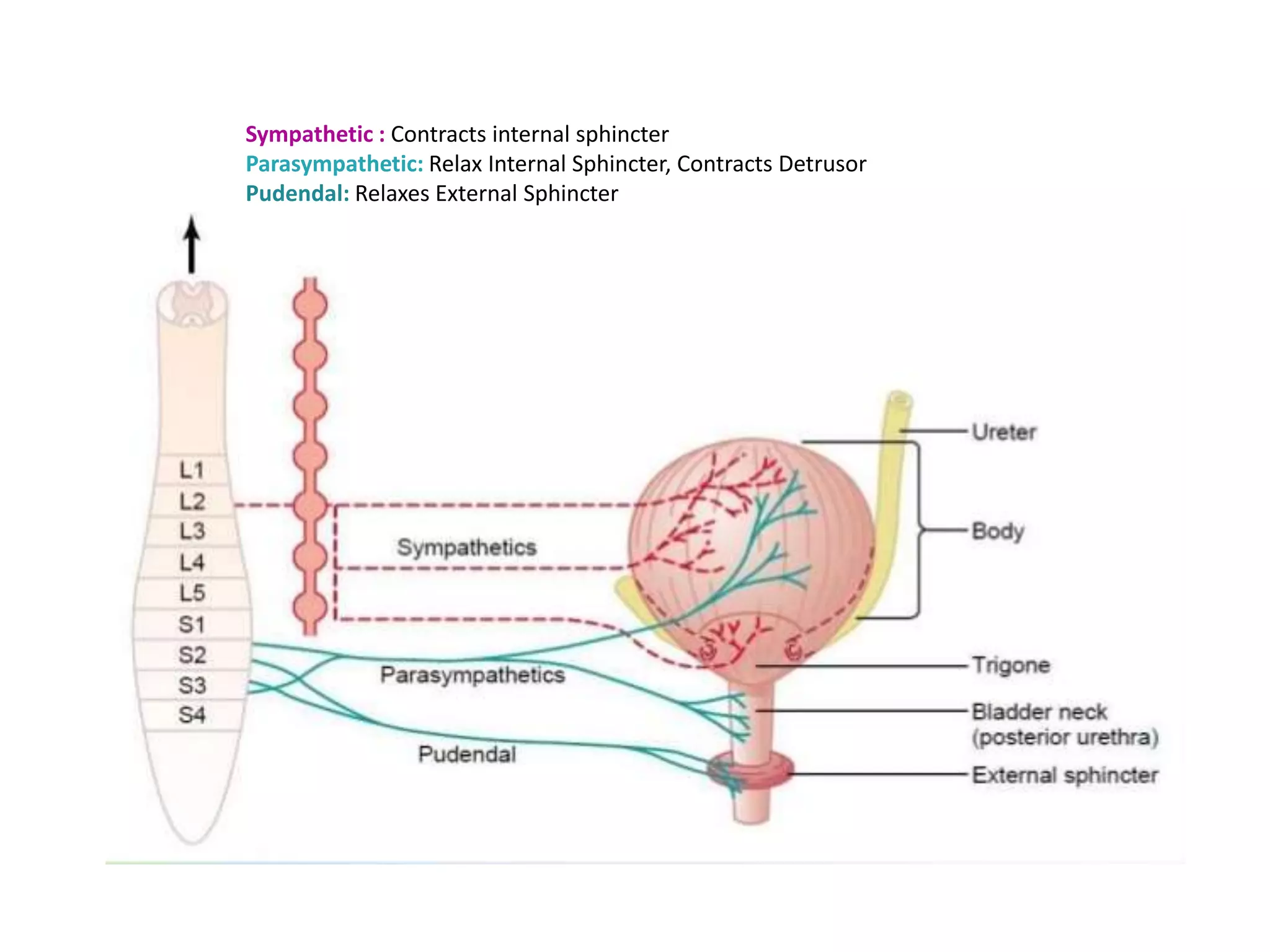 neurogenic bladder ppt (١).pptx