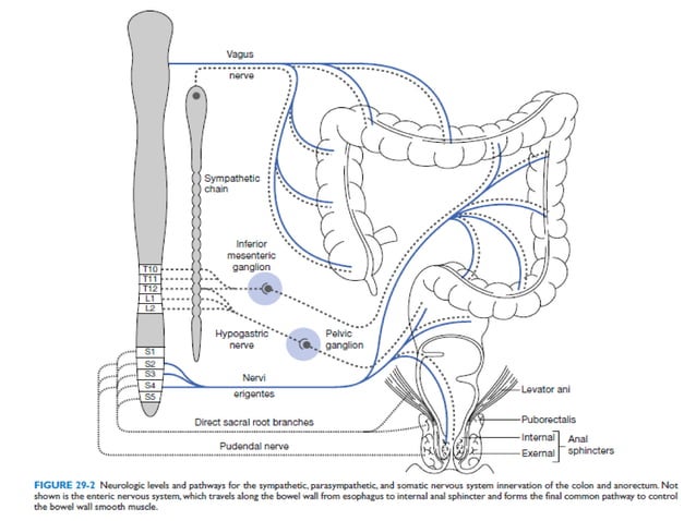 NEUROGENIC BOWEL for all medicalstudent.pptx