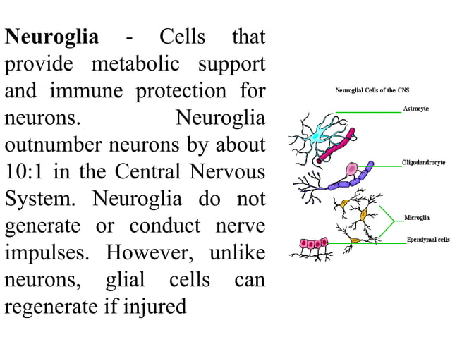 Neuroglia | PPT