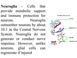 What Are Glia Cells In The Pns: Unveiling Their Role
