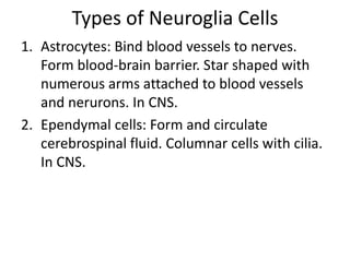 Types Of Neuroglial Cells