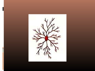 Neuroglia | PPT