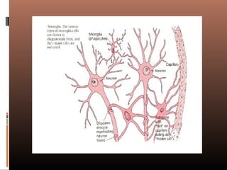 Neuroglia | PPT