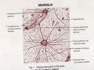 Neuroglia | PPTX