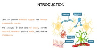 Neuroglia | PDF