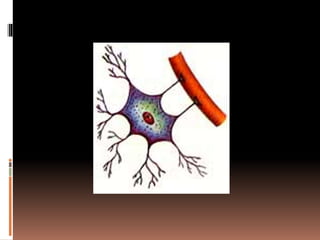 Neuroglia.ppt