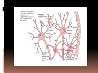 Neuroglia.ppt