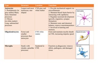 Neuroglia - Type of nervous tissue .docx